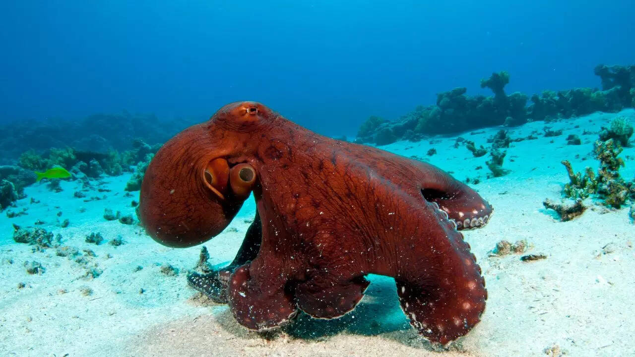 10 animals with blue blood around the world