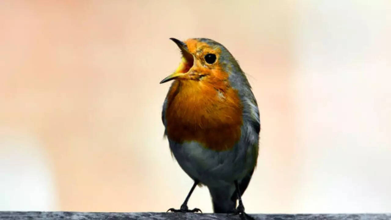 6 birds that can mimic human voices the best
