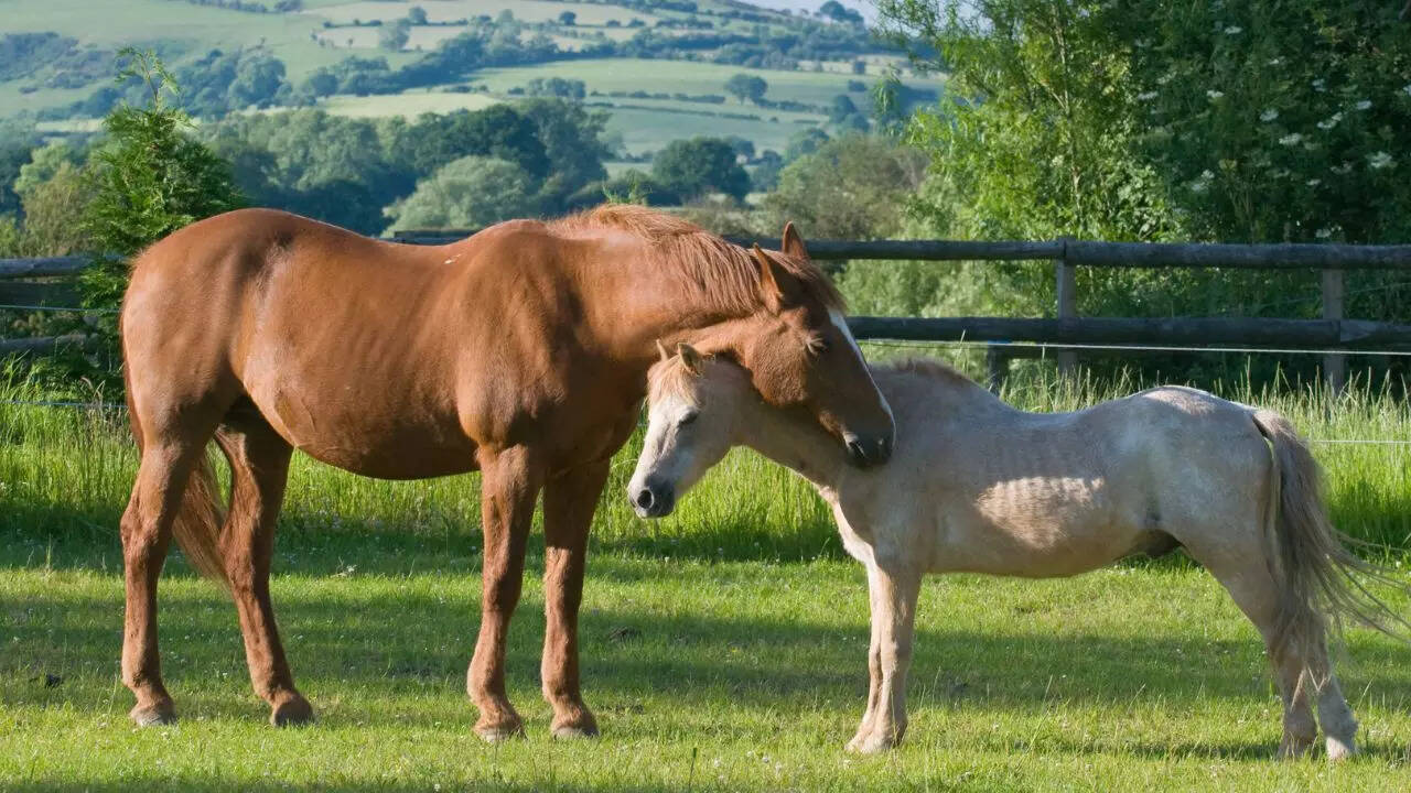 7 animals that sleep while standing