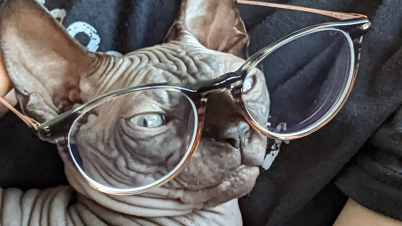 7 wisest animals on the Earth