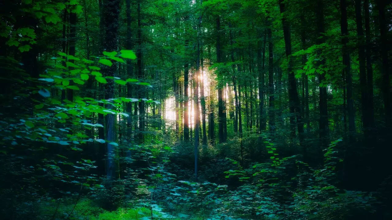 Tiny doctors of the wild: THIS insect can perform life-saving surgeries ...