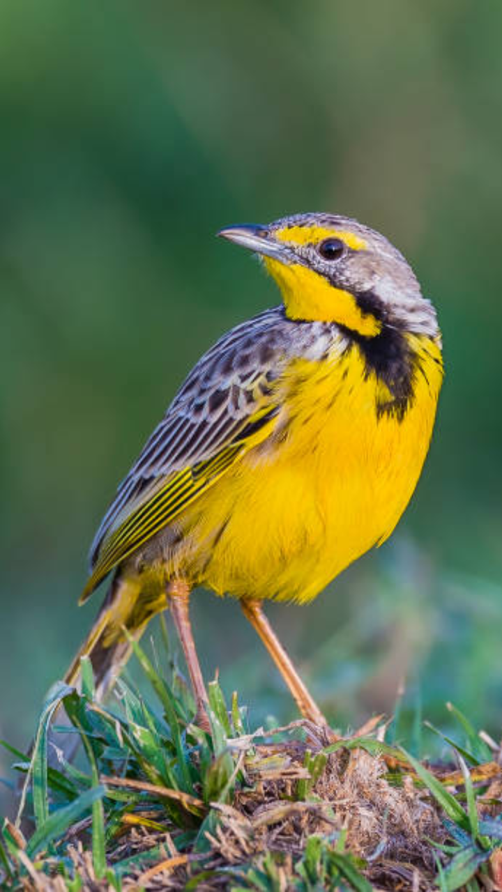 Beautiful Yellow Bird