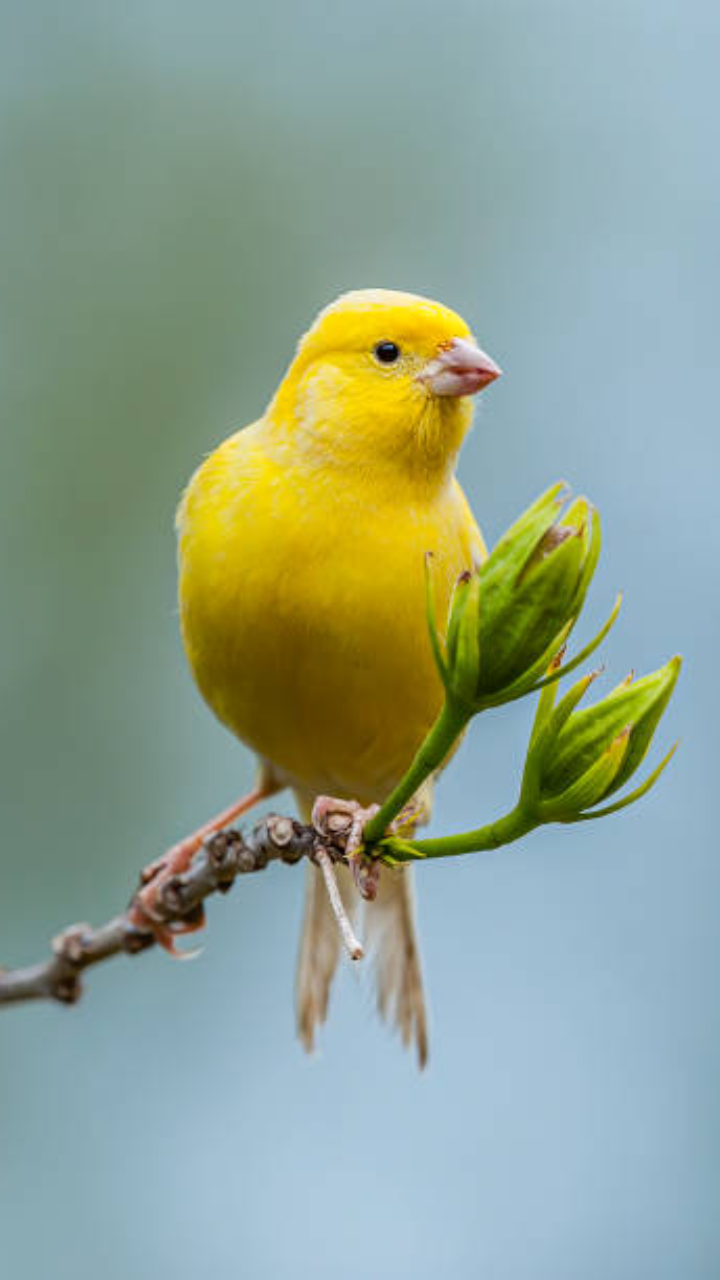 Beautiful Yellow Bird