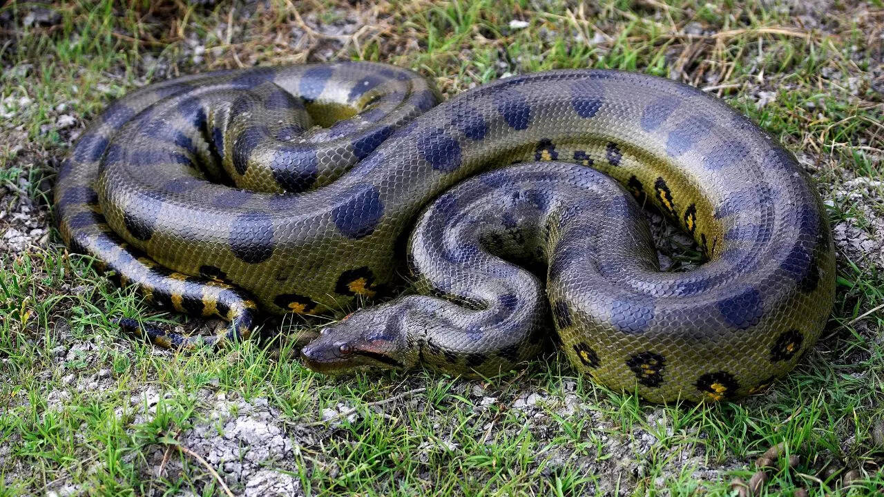 This 26 foot 500kg Northern Green Anaconda Is The World s Largest Snake