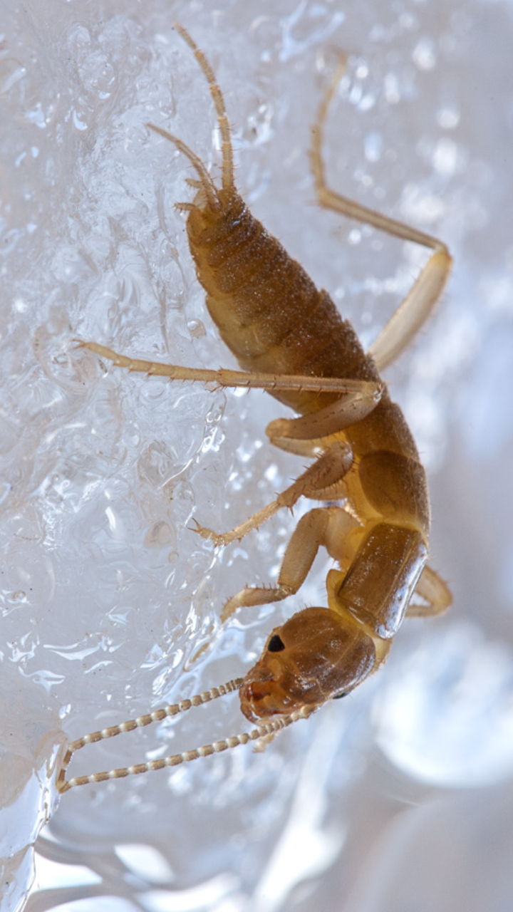 Rock Crawler Insect