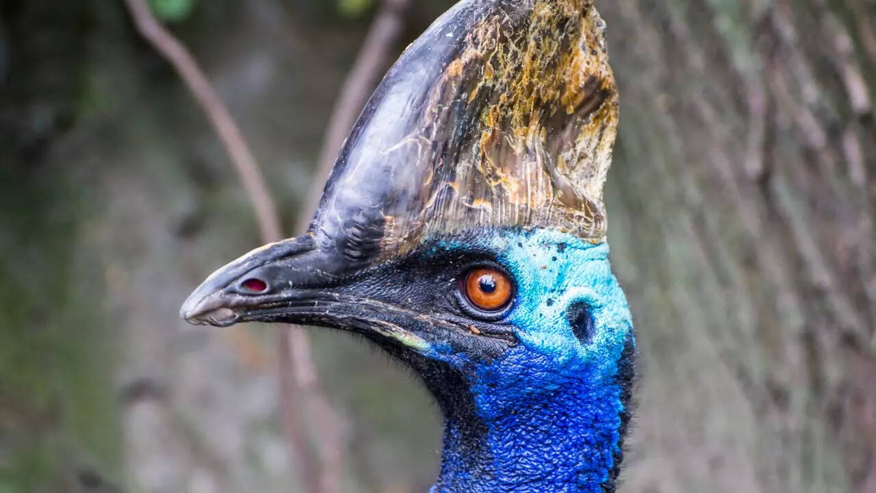 5 ancient birds that continue to live today
