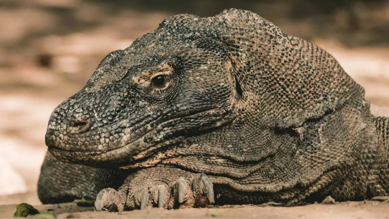 7 scary-looking animals that are harmless to humans in reality