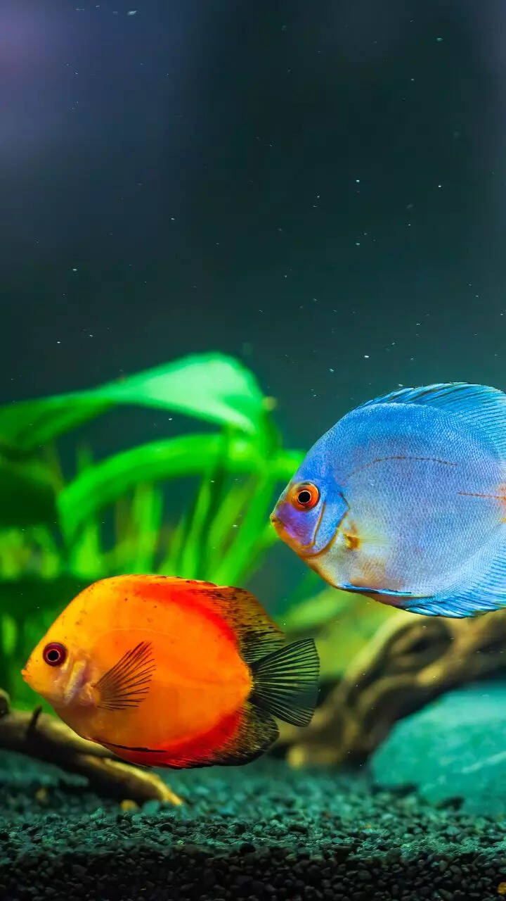 Amazing Colorful Fish Wallpaper