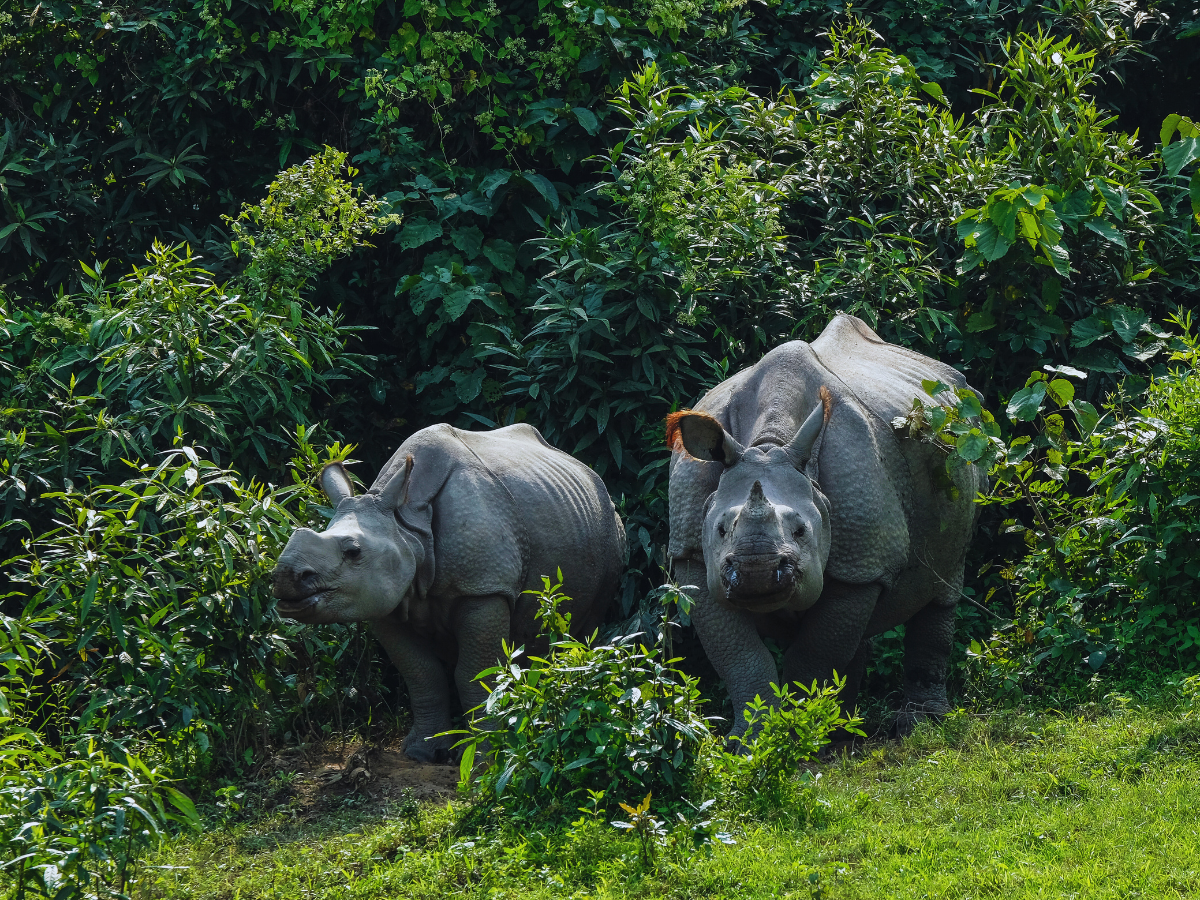 The Big 5 of India: Where to spot the elephant, tiger, leopard, rhino ...