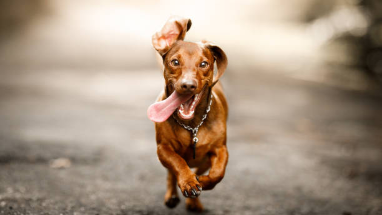 10 dog breeds that live the longest