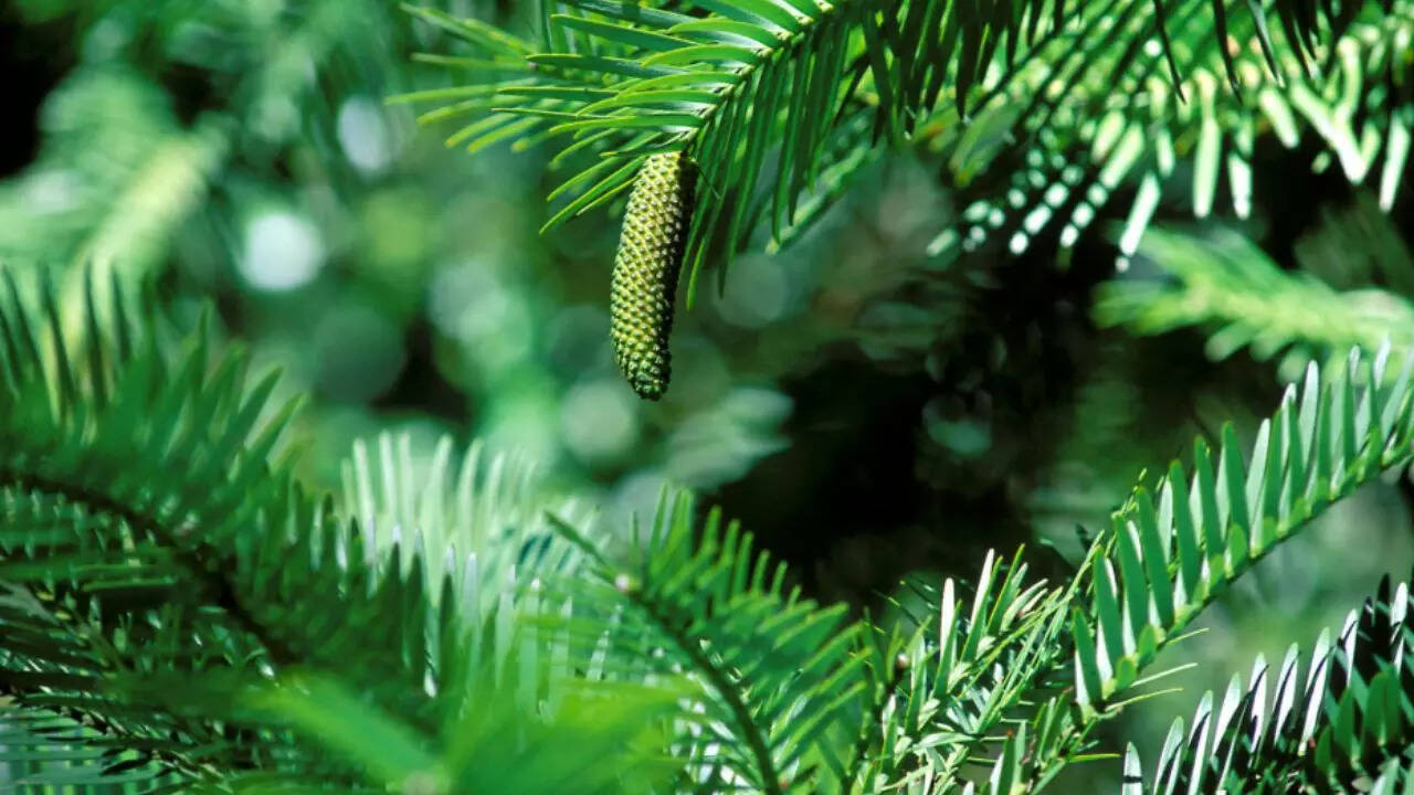 Prehistoric 'dinosaur tree' comes back to life in a British backyard