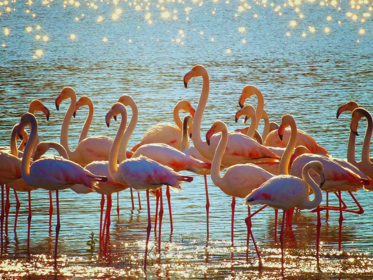 Where to see flamingos in India: 5 unexpected spots