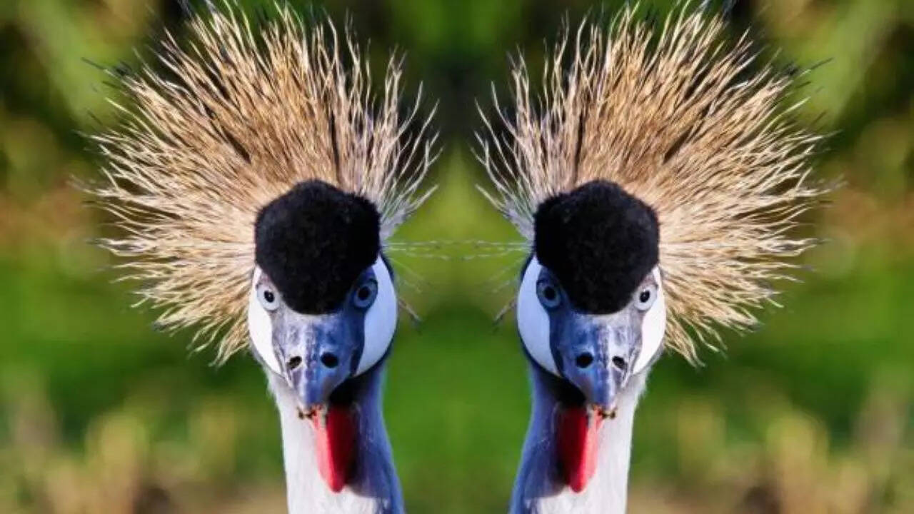 17 strangest birds around the world and their fascinating features