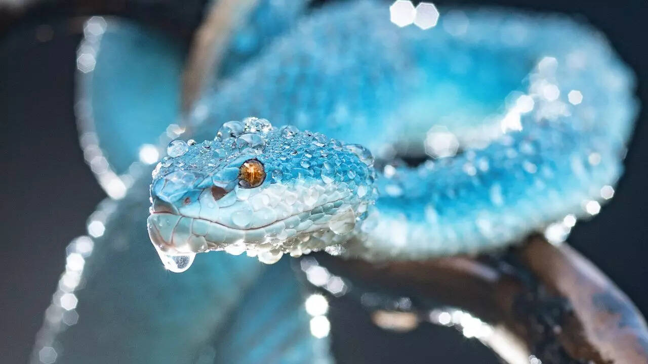 7 most beautiful snakes that crawl the Earth