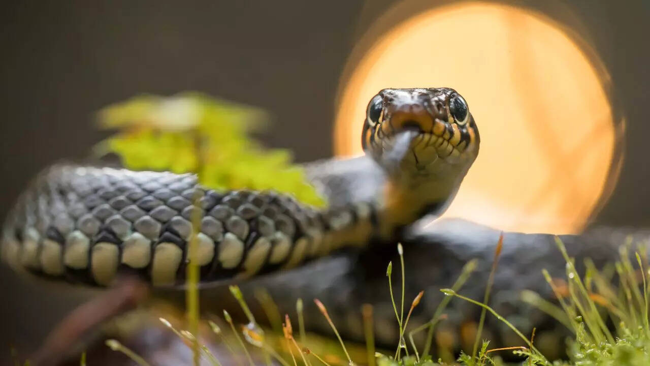 What diseases are common to humans do the snakes suffer from