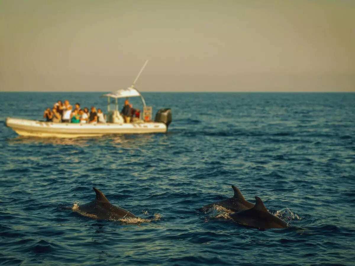 Dolphin watching in India: 5 top spots to witness
