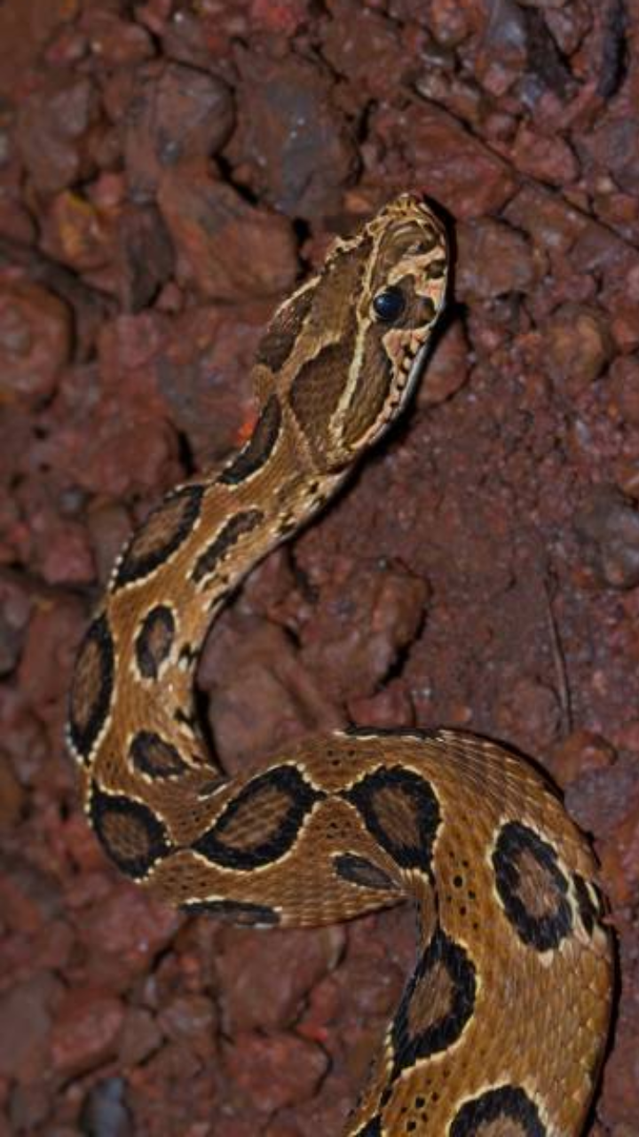 Snakes Found In India