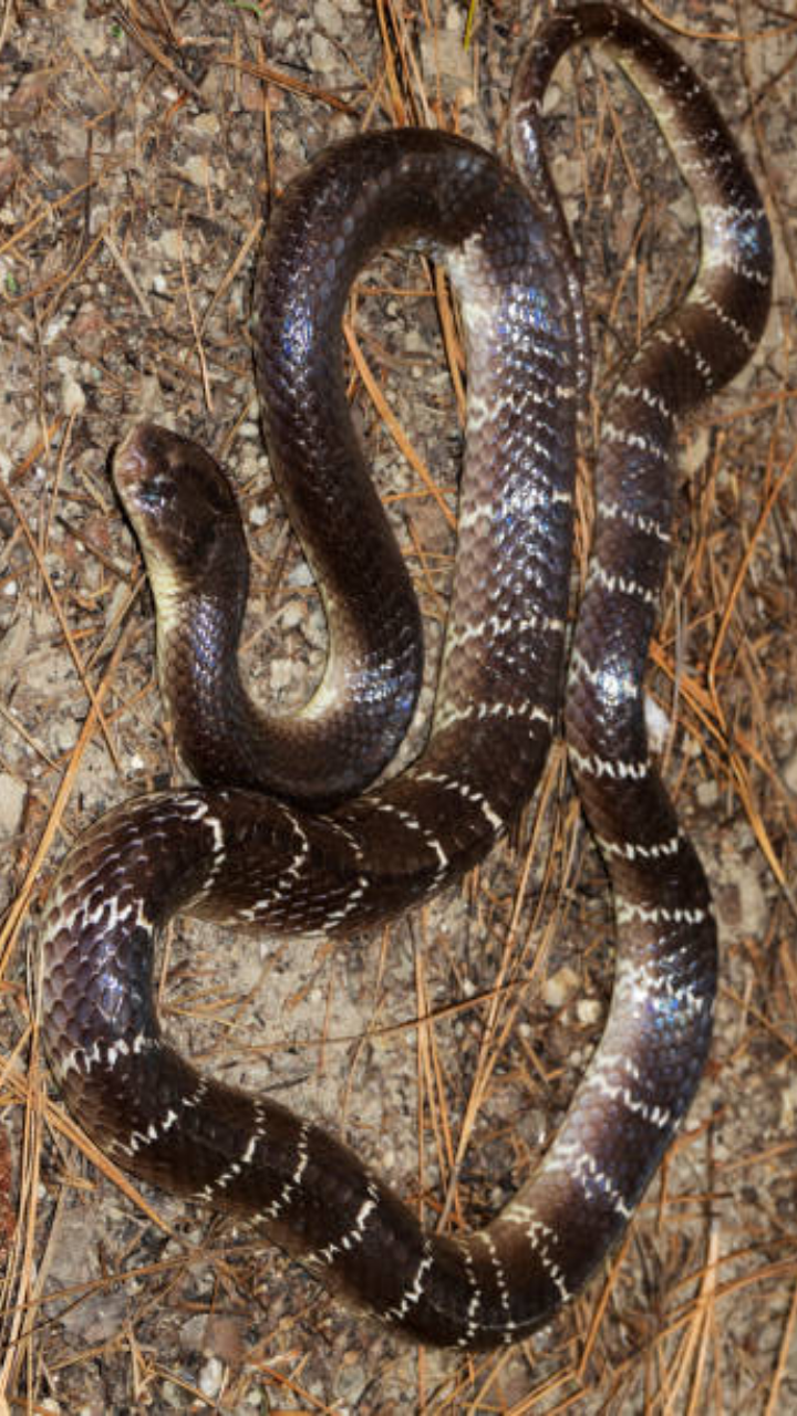 Names Of All Types Of Snakes - Infoupdate.org