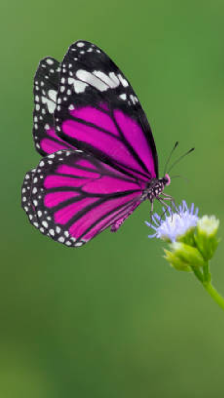 Butterfliesin The World Most Beautiful