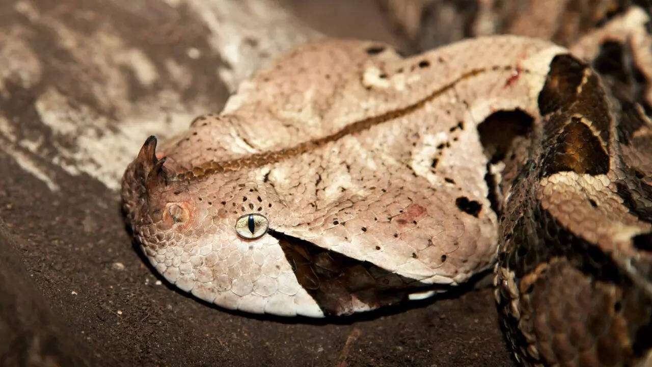 Gaboon Viper: Meet the most terrifying snake with the largest fangs in ...