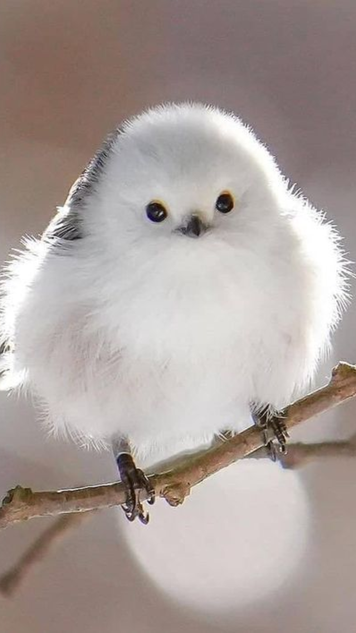 Cute Fluffy Birds