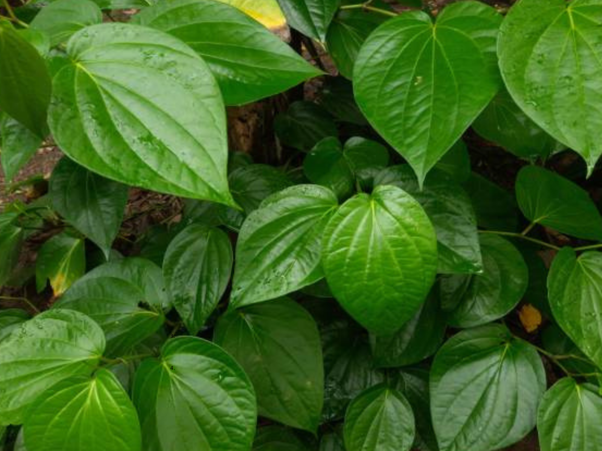 Top 4 ways to use betel leaves for daily detox