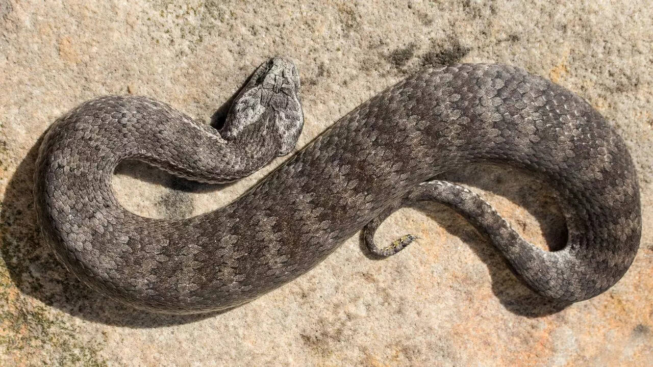 5 animals that fake their own deaths to survive in the wild