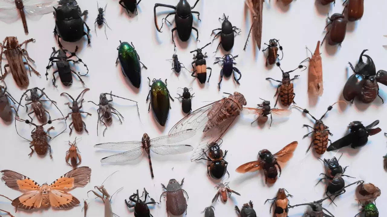 5 of the most common insects that might be living in your home