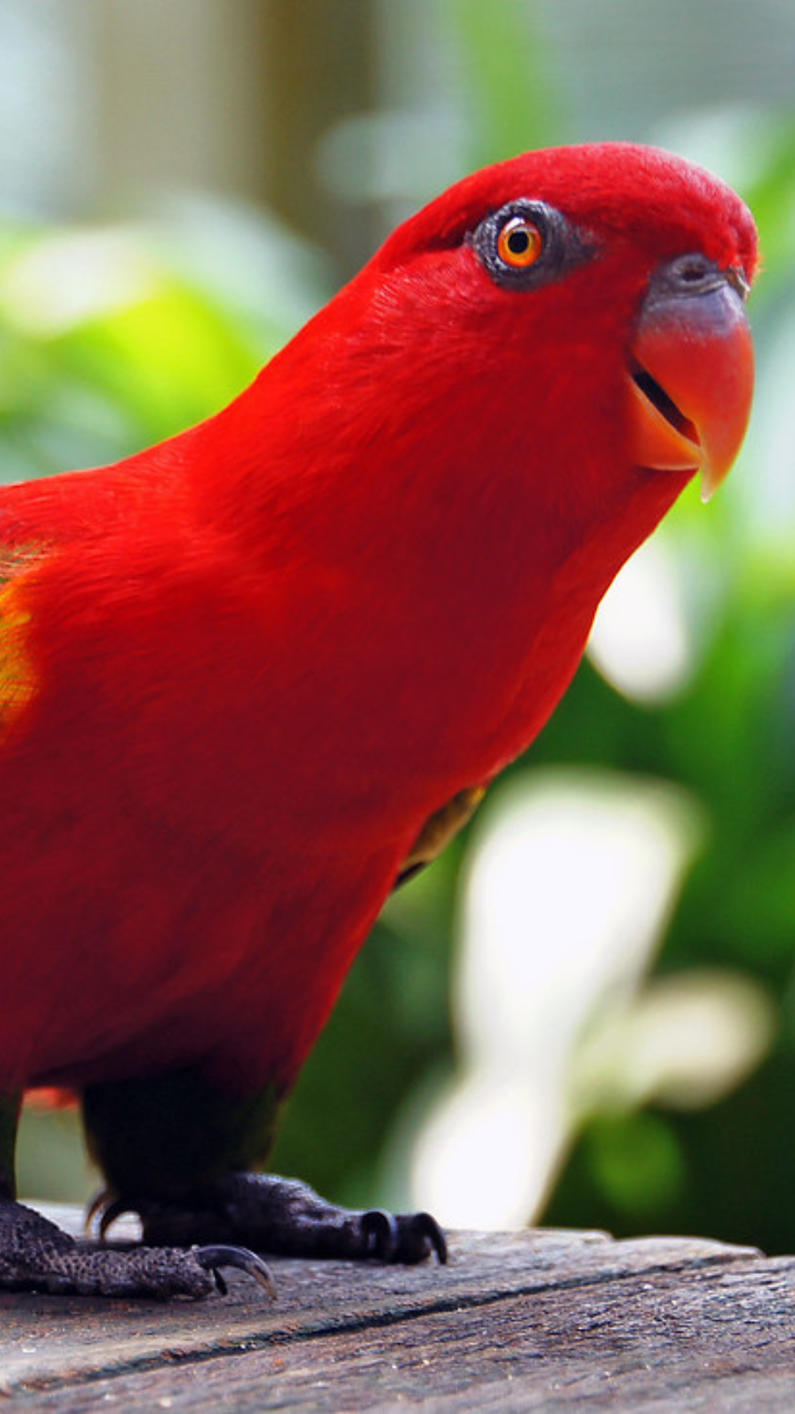 Red Parrot Bird