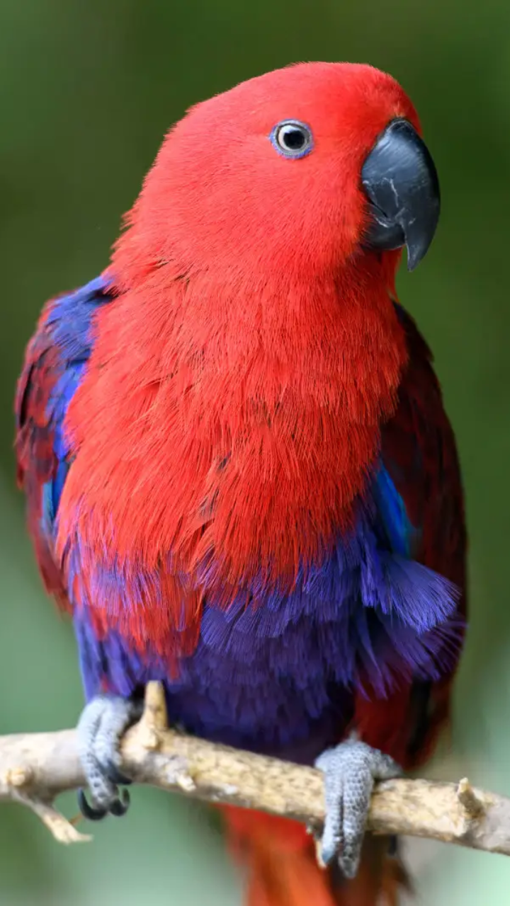 Most Beautiful Parrot