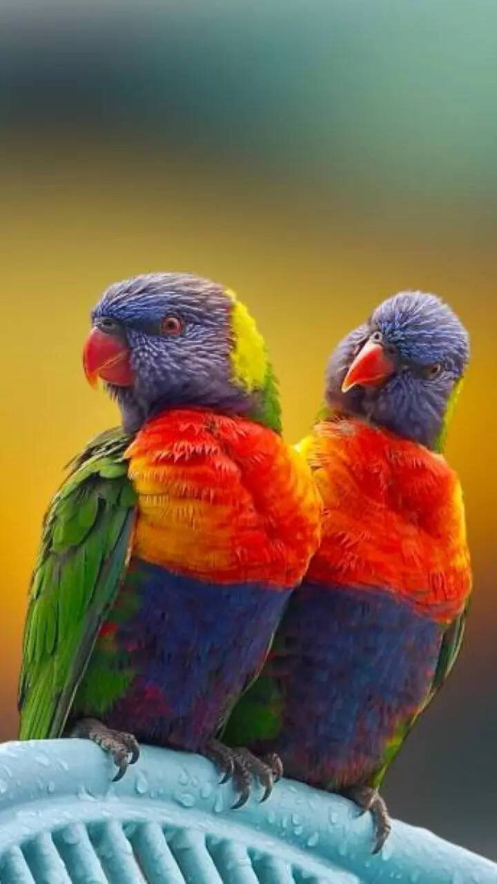 Real Colorful Birds