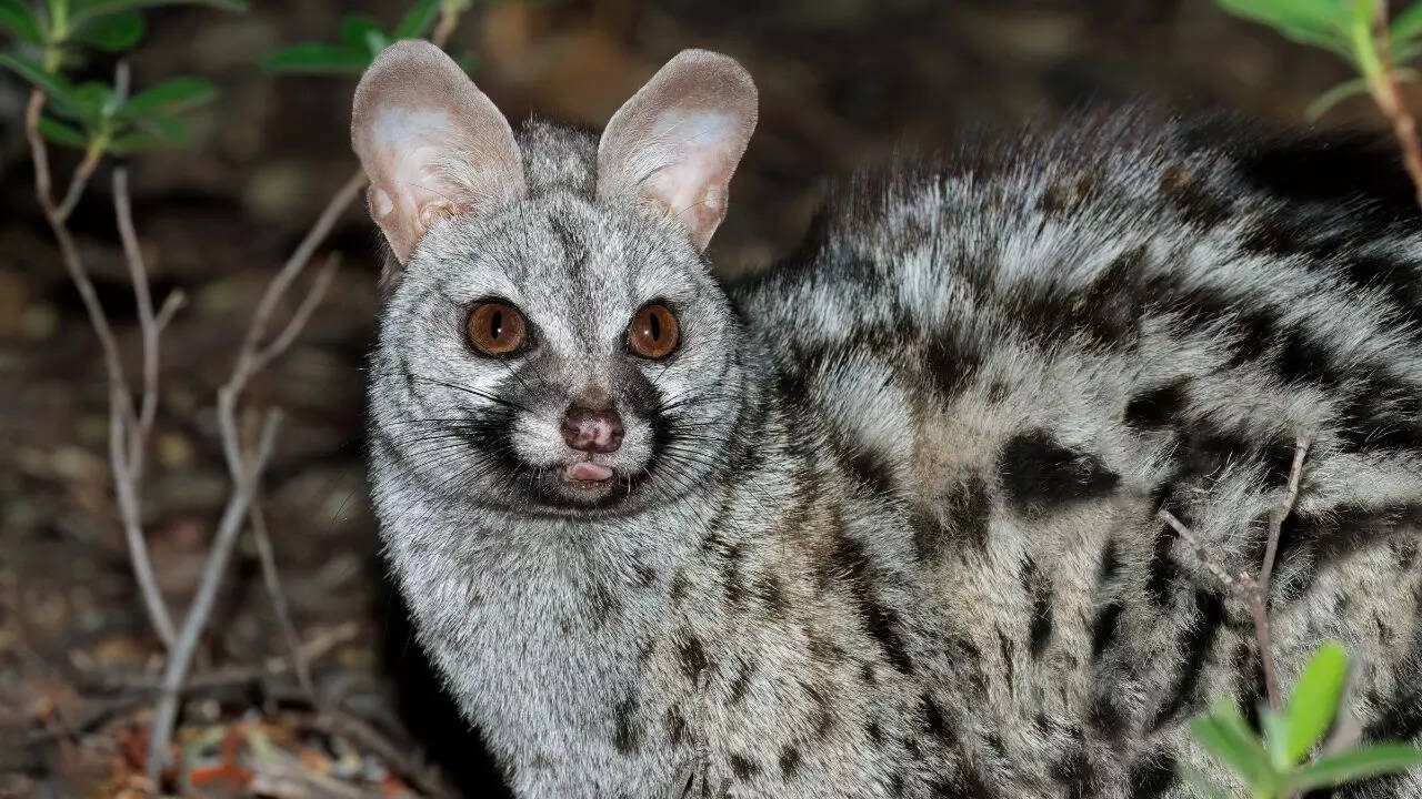 5 nocturnal animals that are kings of the night