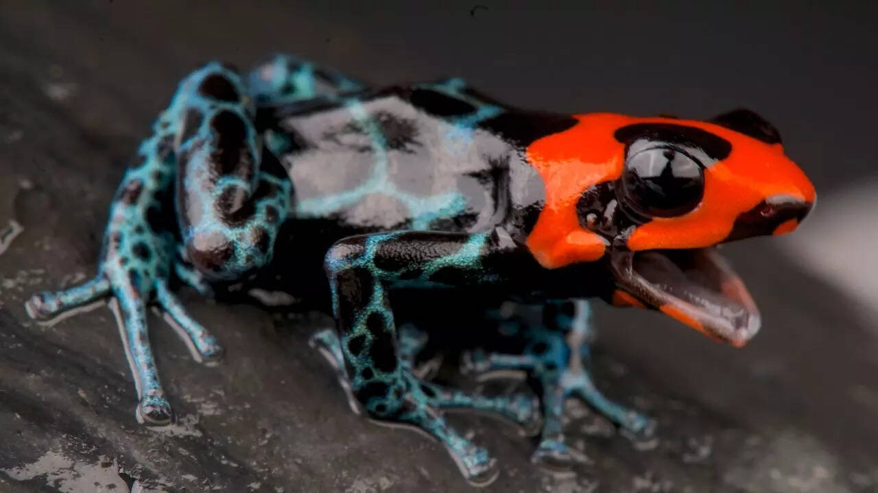5 most poisonous animals on Earth