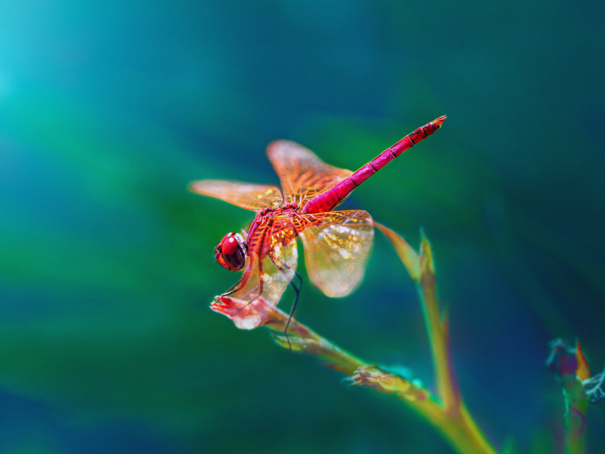 Bugged out: 7 national parks for spotting rare and colourful insects