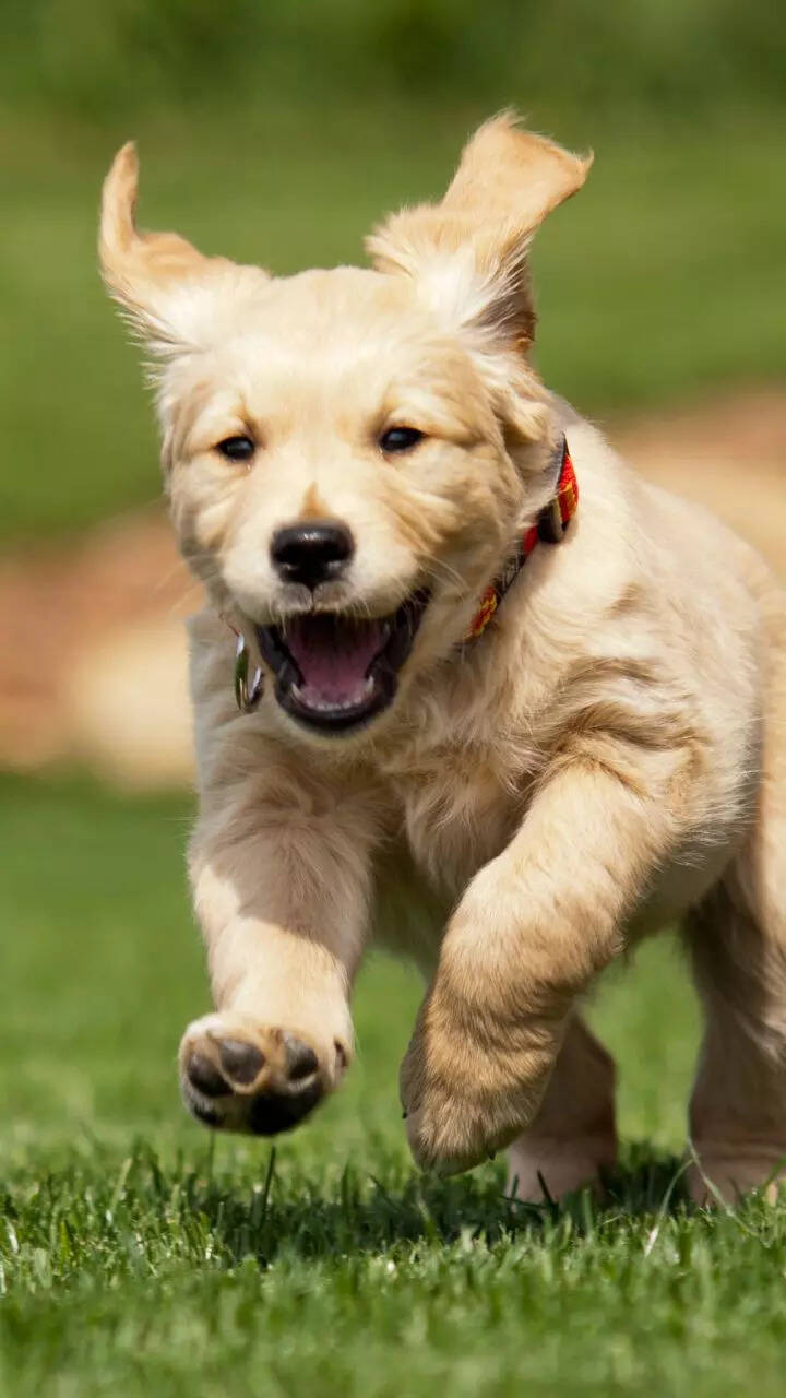 Cute Adorable Fluffy Puppies