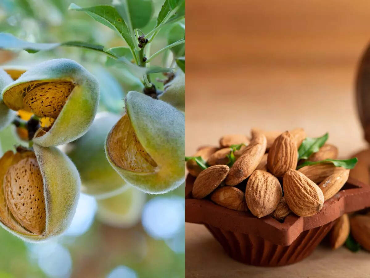 Is Green Almond better than regular almonds?