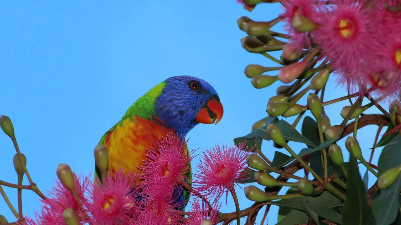 7 of India’s most colourful birds that look straight out of a painting