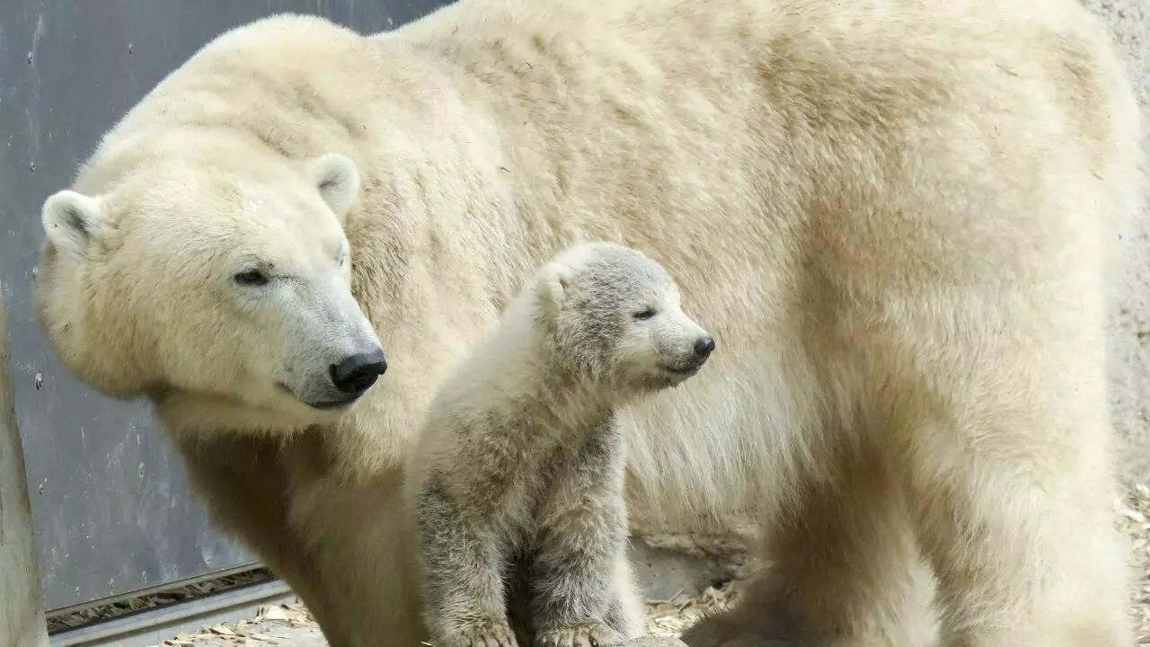 8 animal species where females lead the way in the wild