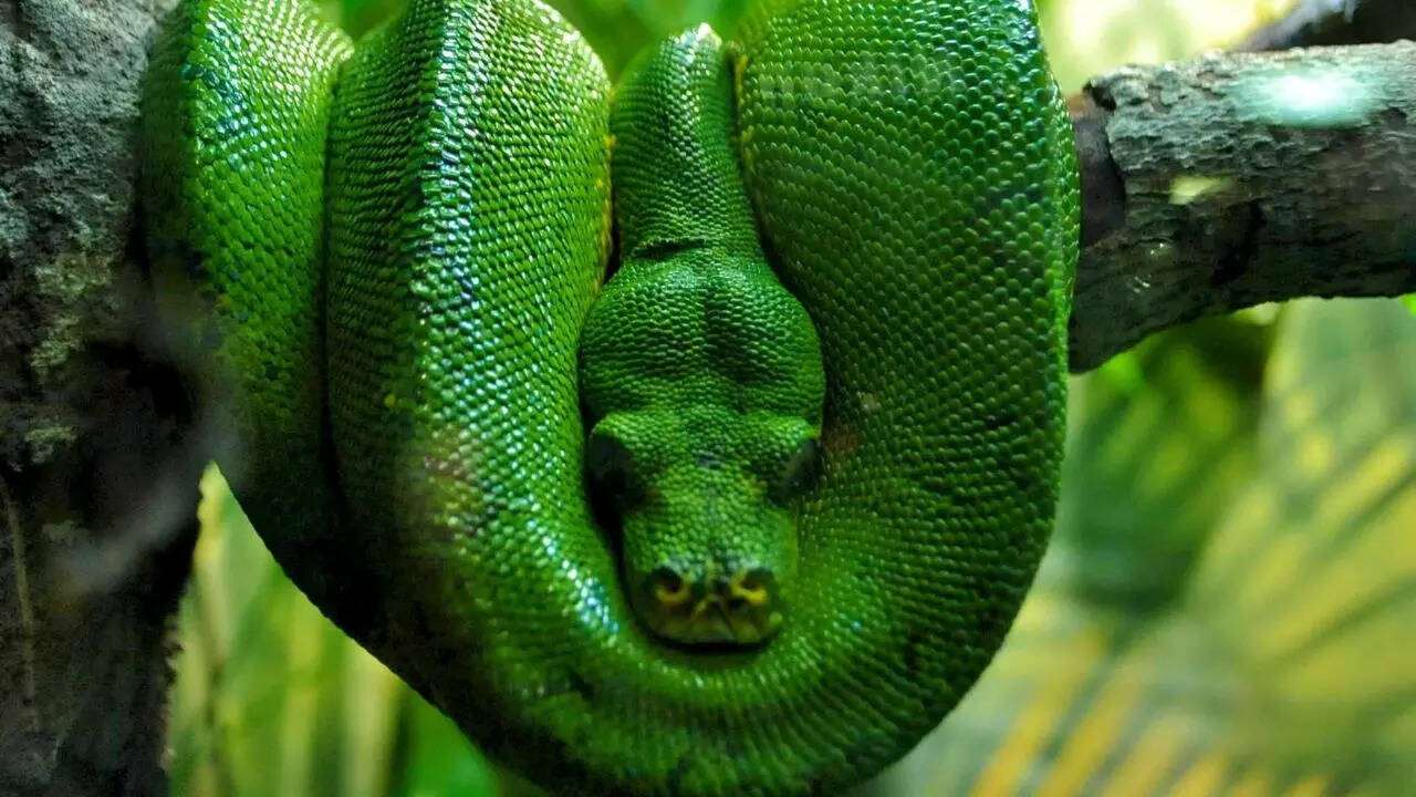 10 non-venomous snakes found in India