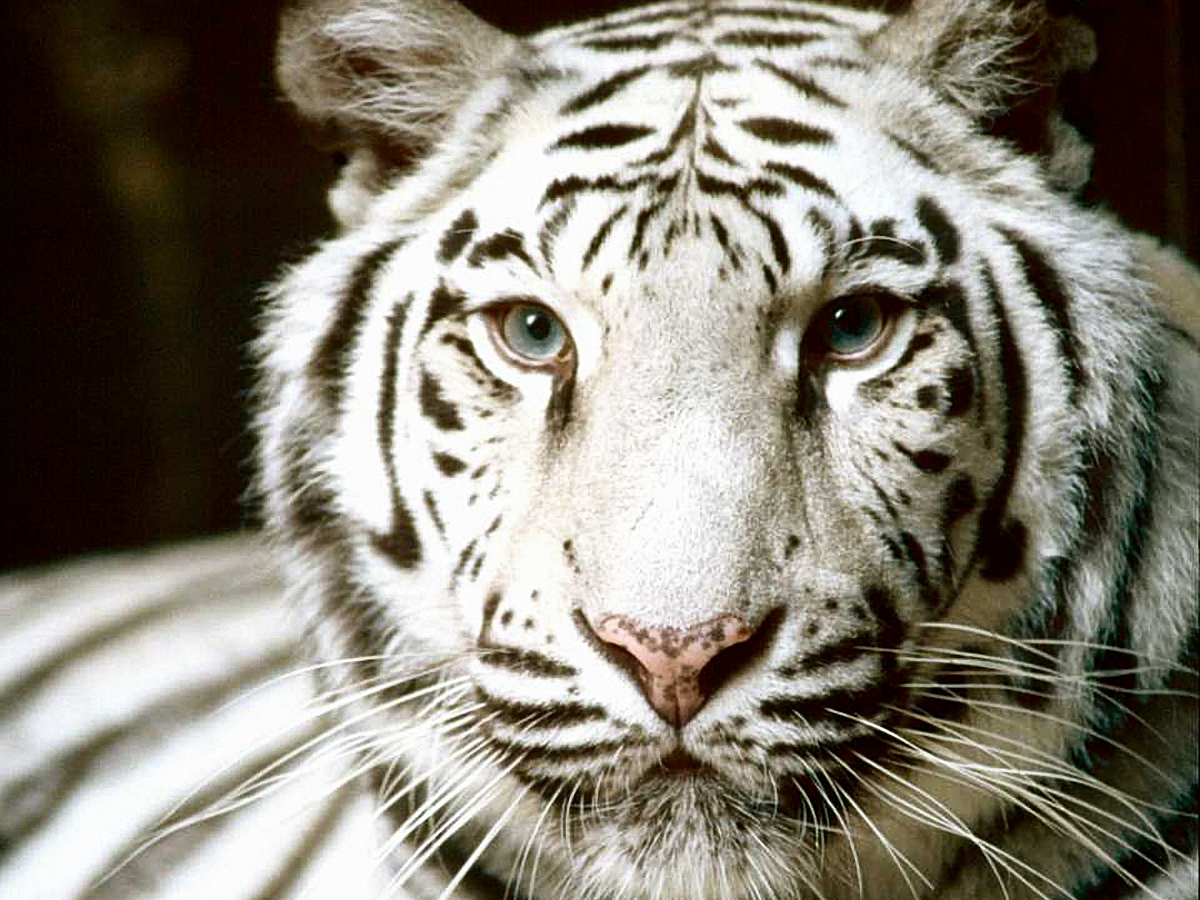 White tigers in India: Top 6 zoos to see the majestic creature