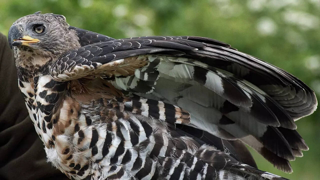 Meet the only birds that is confirmed to view human beings as prey
