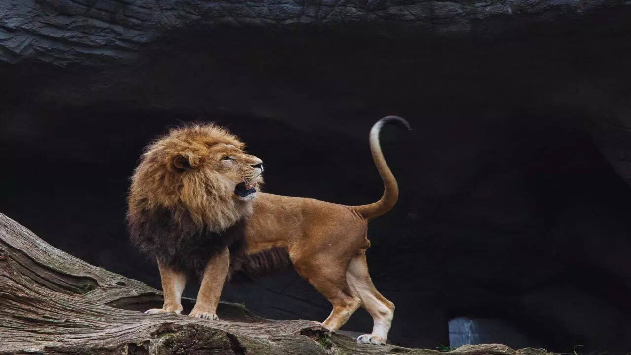 The most impressive big cat species in the world and where to spot them
