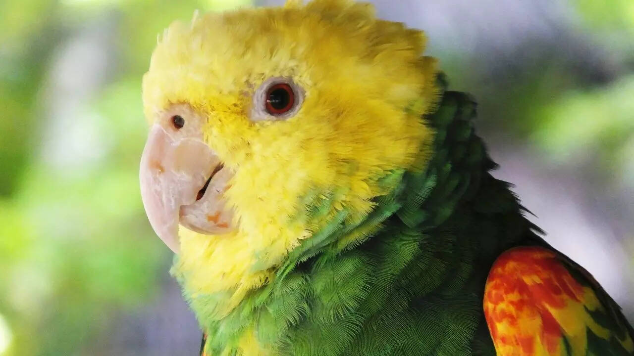 Birds that talk: 7 impressive mimics of human language