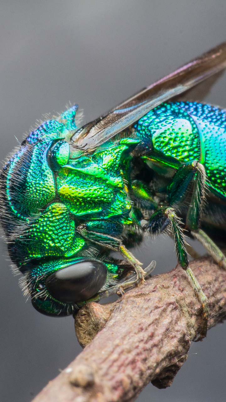 Colorful Insects That Fly