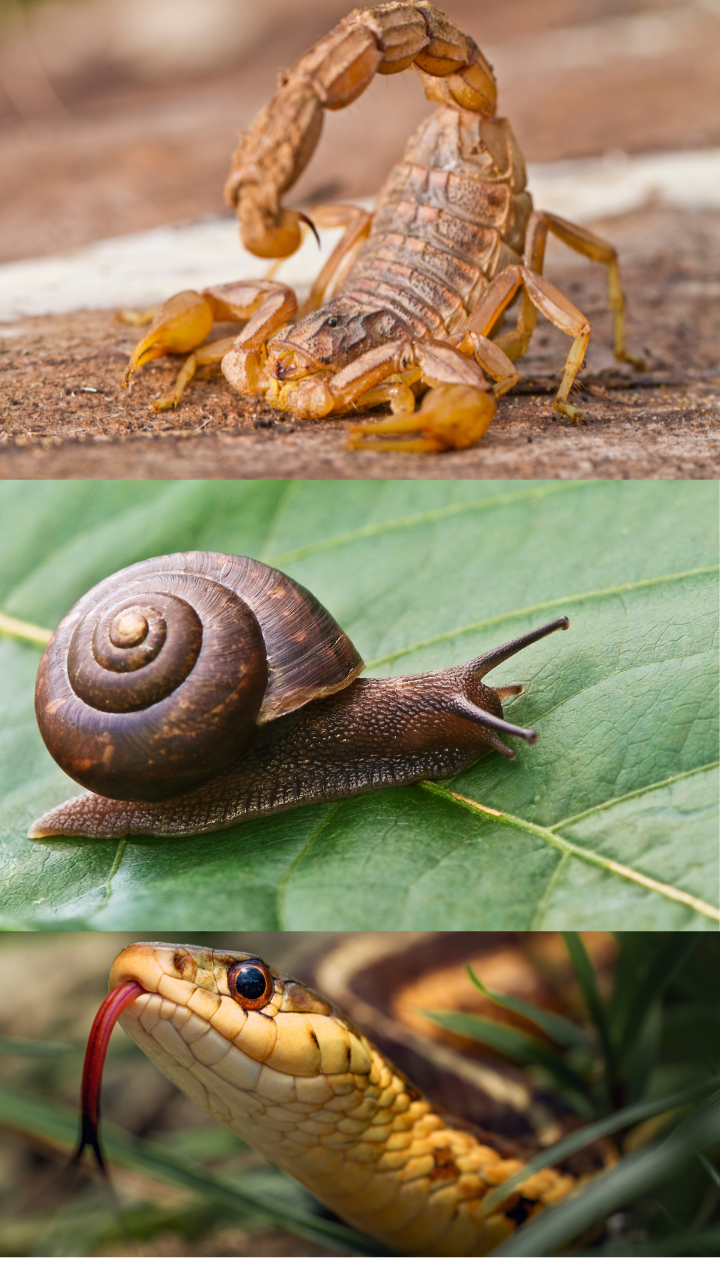 Top Deadliest Animals 10 Most Dangerous Animals In Australia