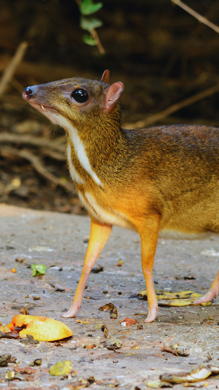 The Only Animals In Philippines