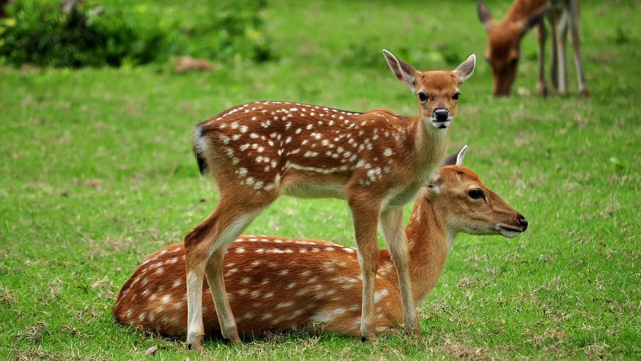 Deer Types: 10 types of deer and where to spot them in India