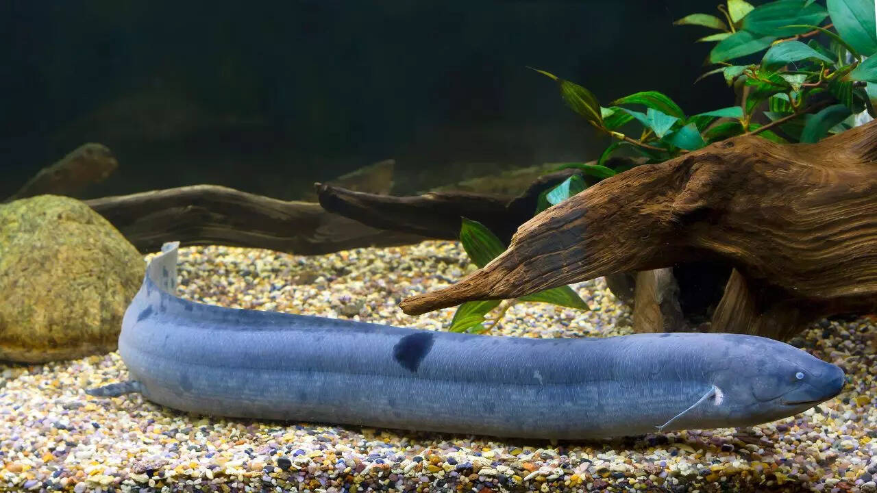 6 fish that look like snakes– and the shocking reasons behind it