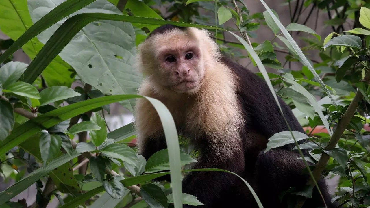 6 hybrid animals that look fake but are shockingly real