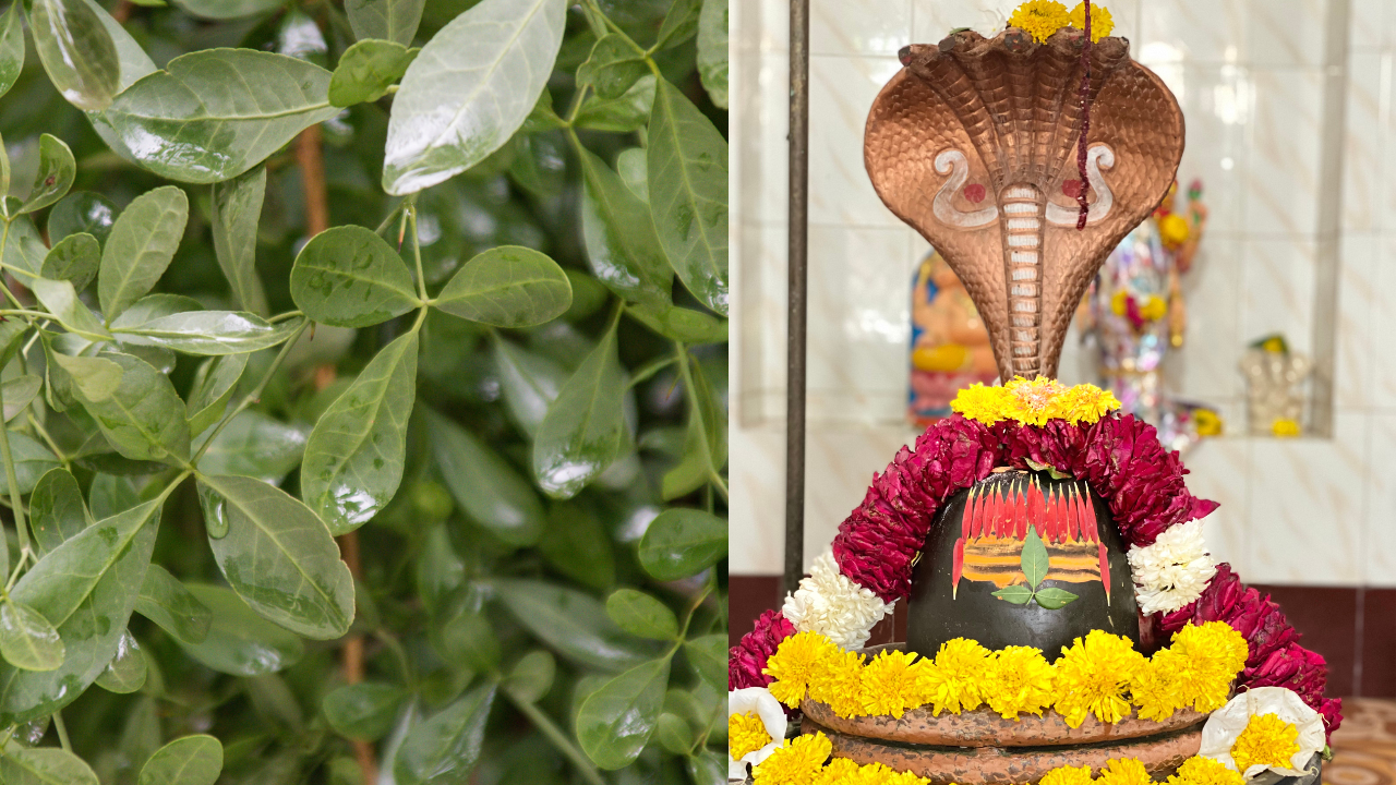 The untold reason of offering Bel Patra: A simple leaf with the weight ...